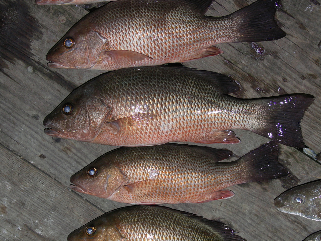 Grey Snapper from Baldwin County, AL, USA on August 2, 2006 by Ray ...