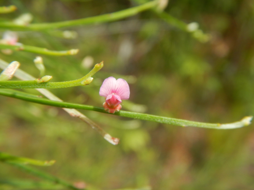 Jacksonia thesioides from Heathlands Resources Reserve, Shelburne, QLD ...