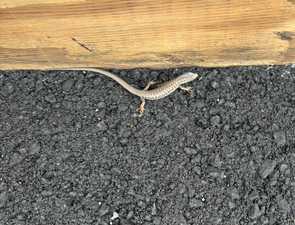 Northern Alligator Lizard from Inverness Rd, West Kelowna, BC, CA on ...