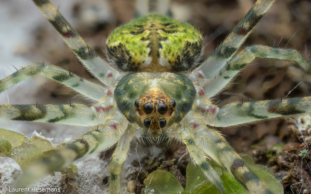 Neotama from Provincia de Puntarenas, Puerto Jiménez, Costa Rica on ...