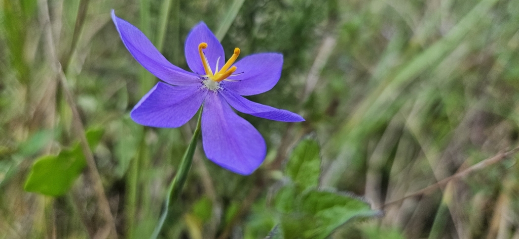 celestial lily in September 2024 by Lynn Marie · iNaturalist