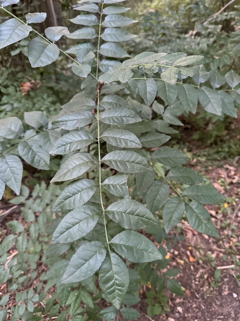 common prickly ash in September 2024 by Molly Hanse · iNaturalist