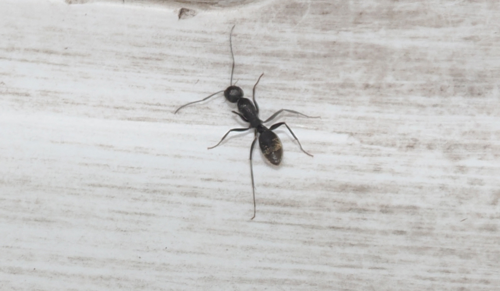 Japanese Carpenter Ant from Ukyo Ward, Kyoto, Japan on September 1 ...