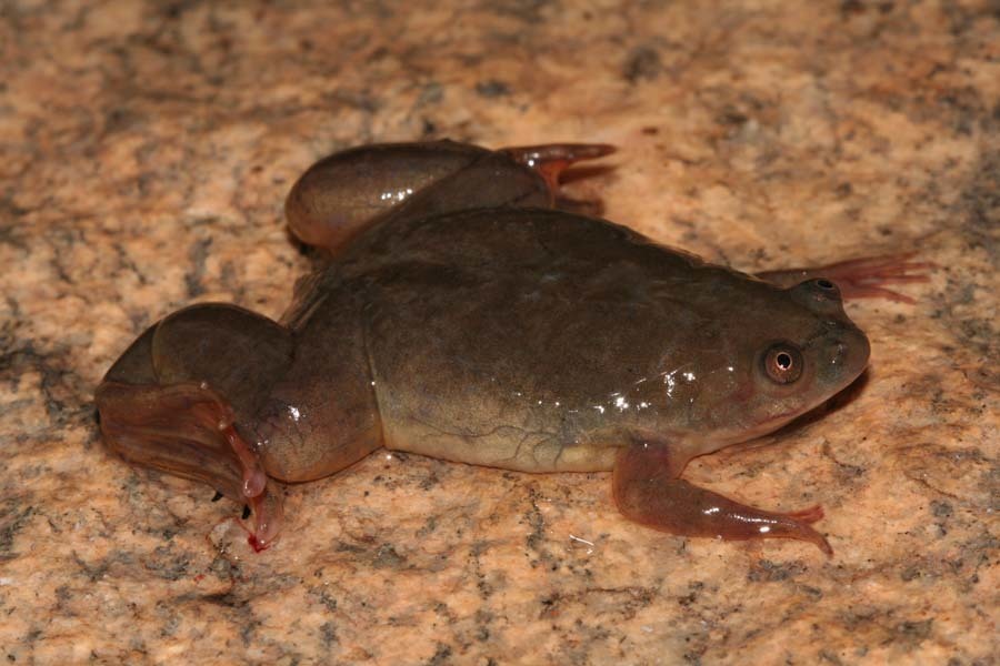 African Clawed Frog from Capricorn, ZA-NP, ZA on June 18, 2008 at 09:51 ...