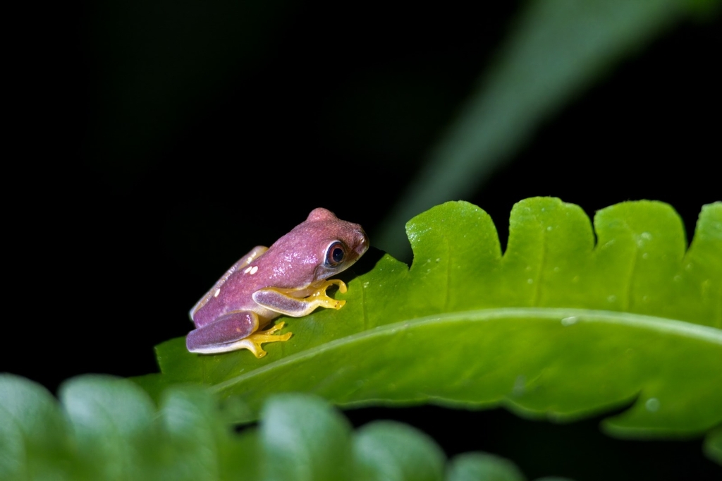 Parachuting Red-eyed Leaf Frog from VG5G+P95, Provincia de Puntarenas ...