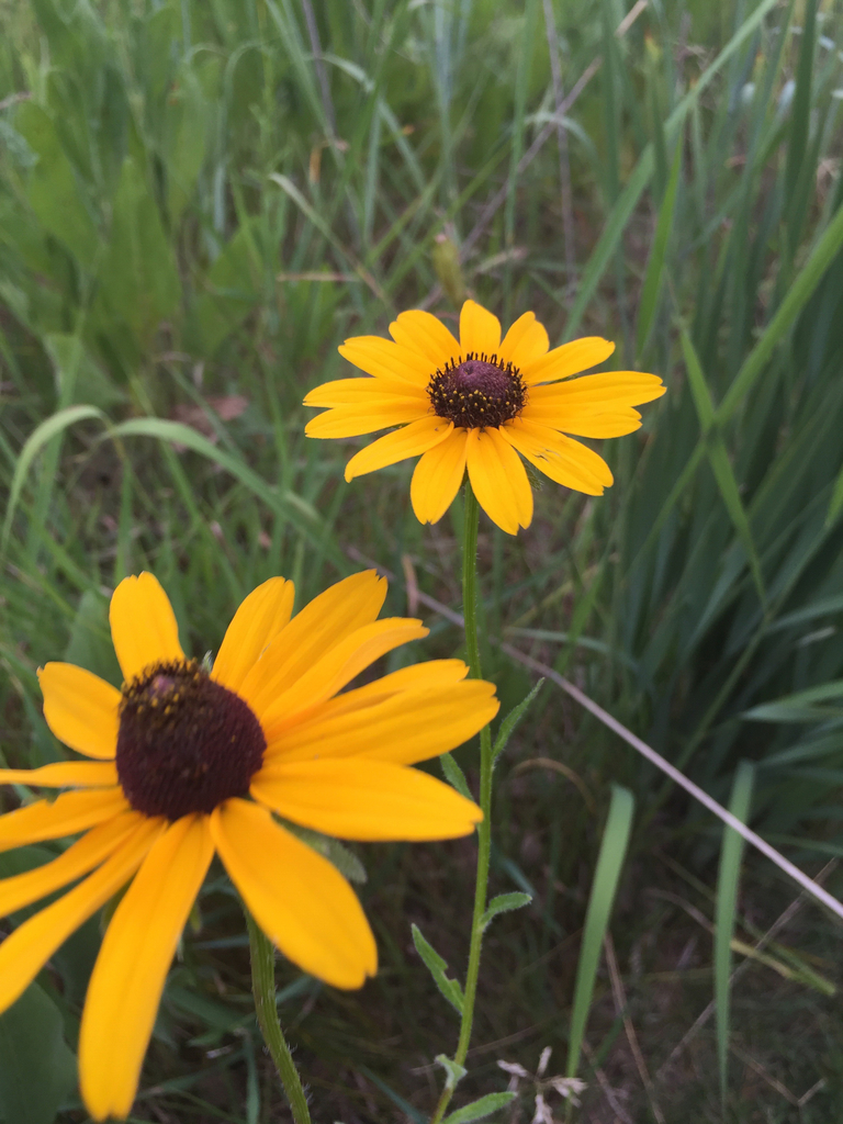 black-eyed Susan from 339 Prairie Way S, Bayport, MN, US on July 23 ...