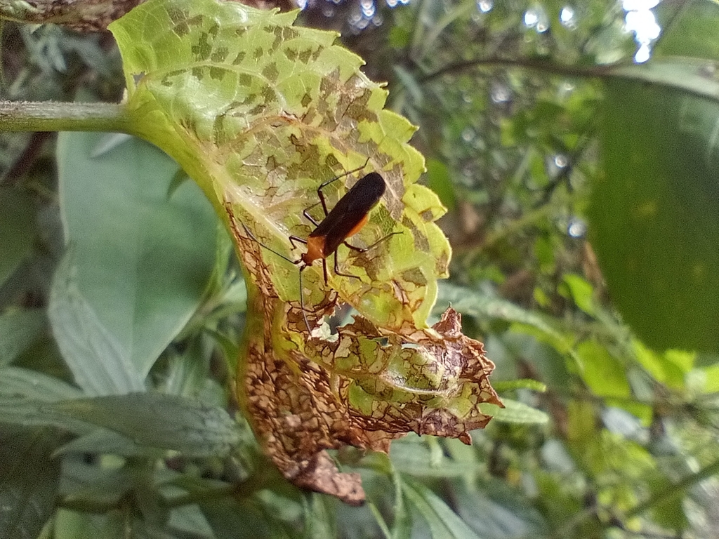 True Bugs from Reserva volcana miserenga on September 20, 2024 at 08:40 ...