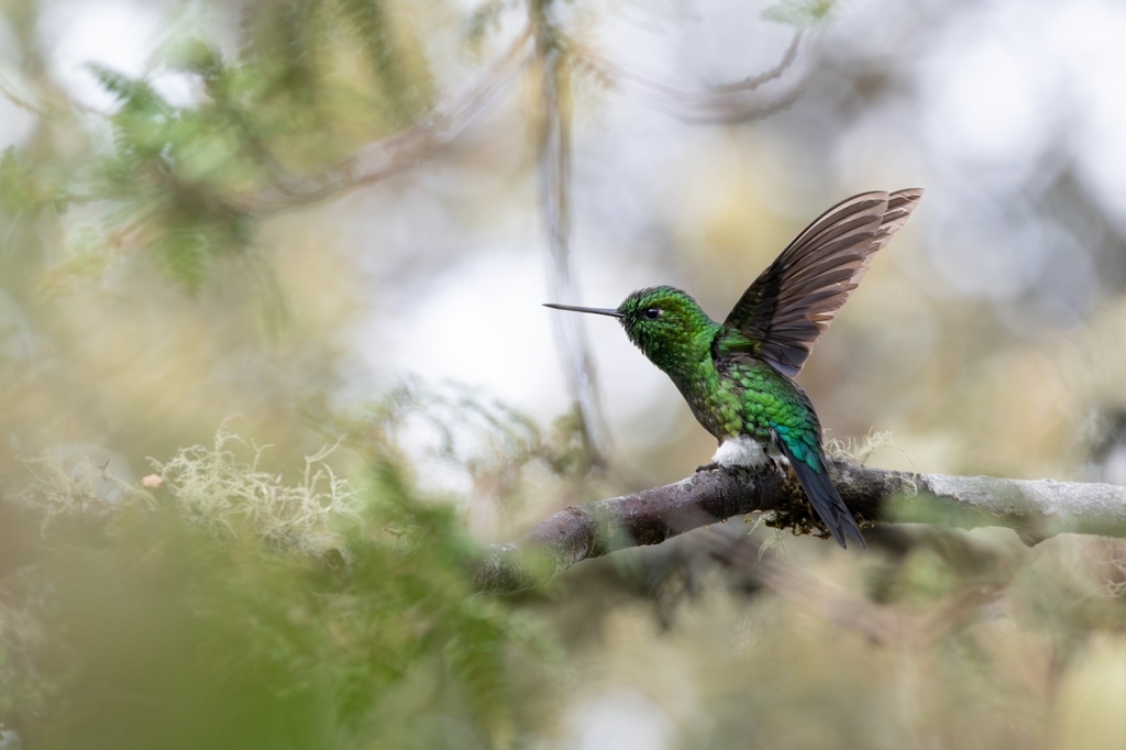 Eriocnemis desde Samacá, Boyacá, Colombia el03 de septiembre de 2024 de ...