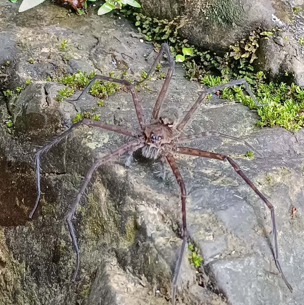 trechaleid spiders from Quinindé, EC-ES, EC on September 20, 2024 at 04 ...