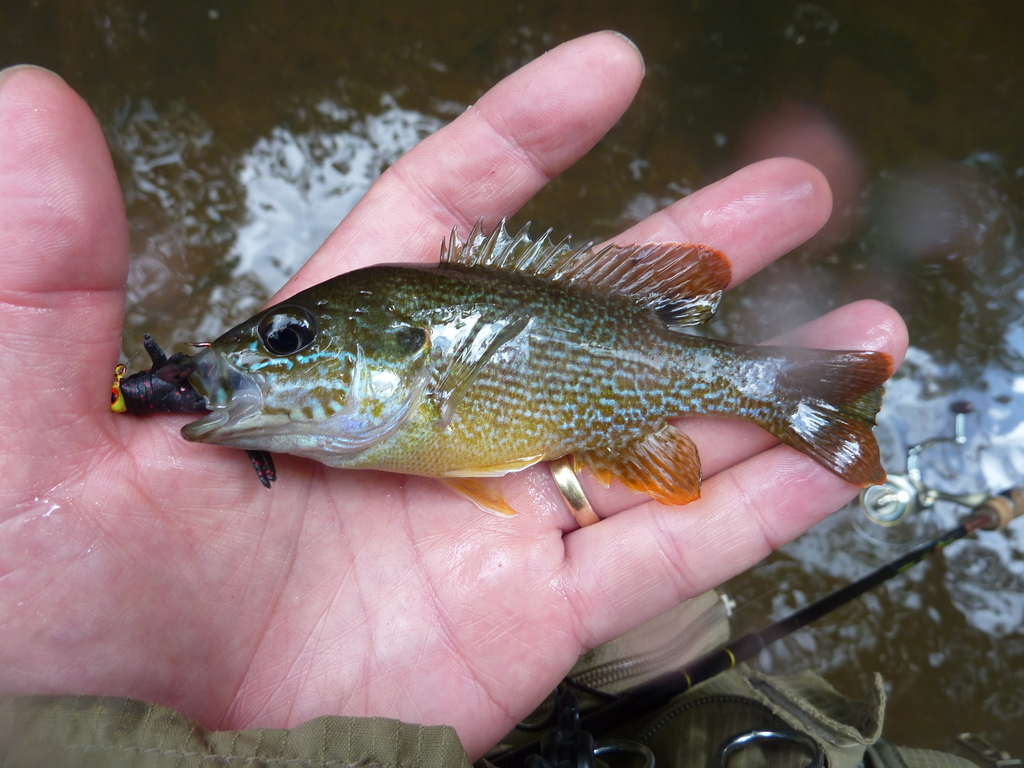Green Sunfish from Auburn, AL, USA on June 2, 2013 by Ray Wilhite ...