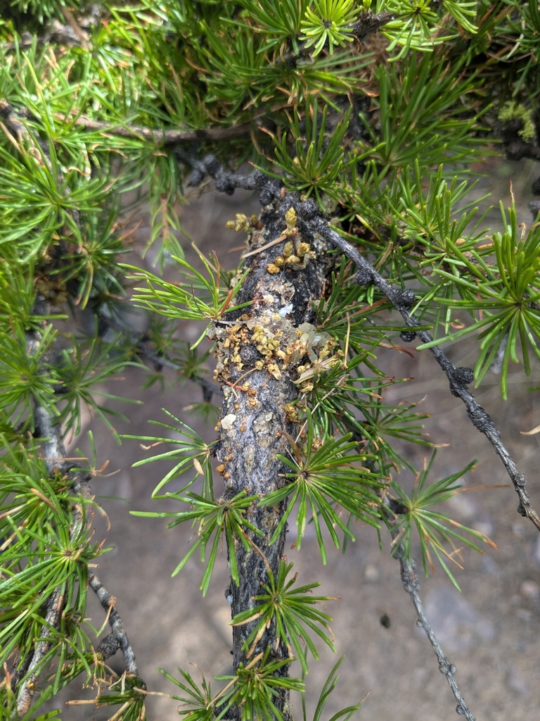 Larch Dwarf-mistletoe from Missoula, MT 59804, USA on September 19 ...