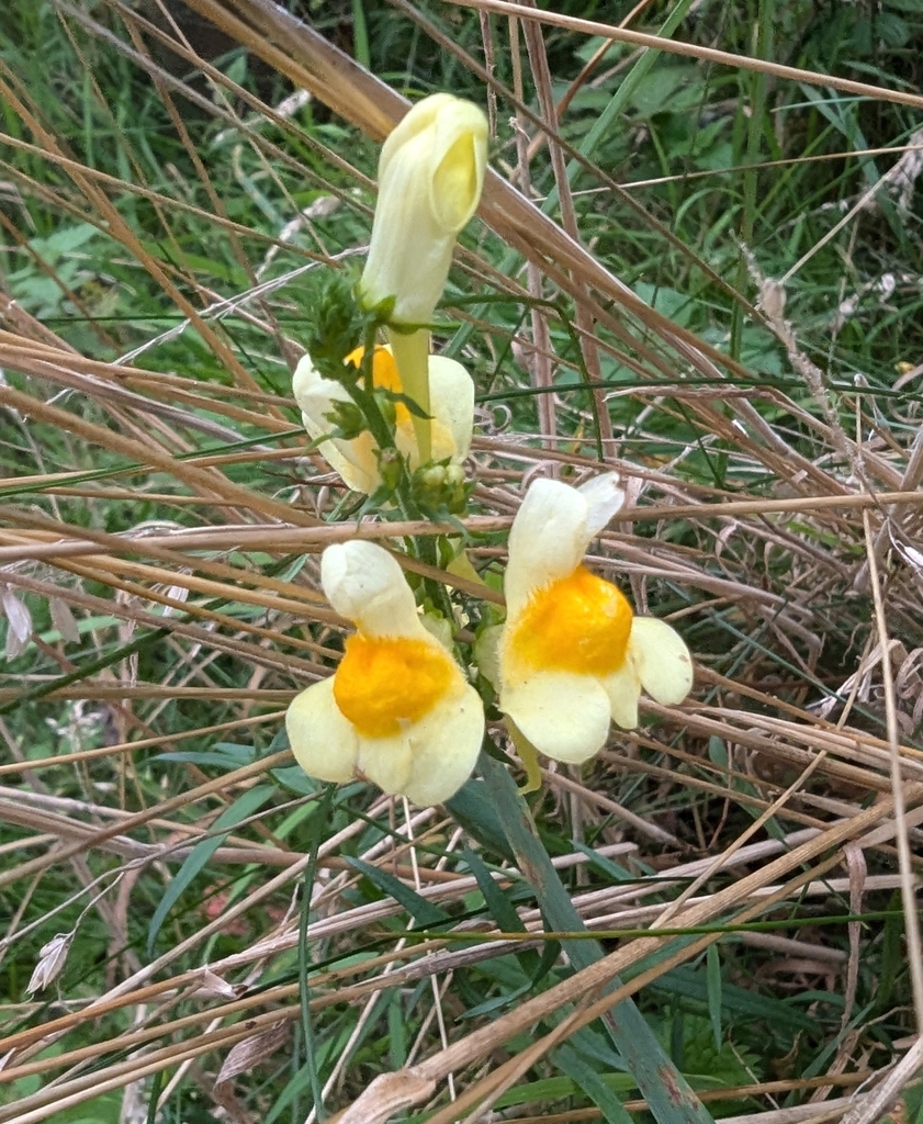 common toadflax from Southport PR8, UK on 20 September, 2024 at 05:59 ...