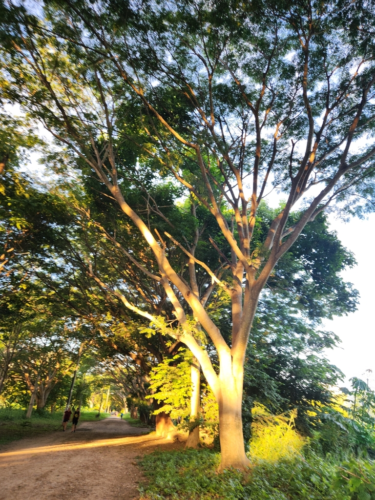 Brazilian ironwood from Vallarta Villas, Puerto Vallarta, Jal., México ...
