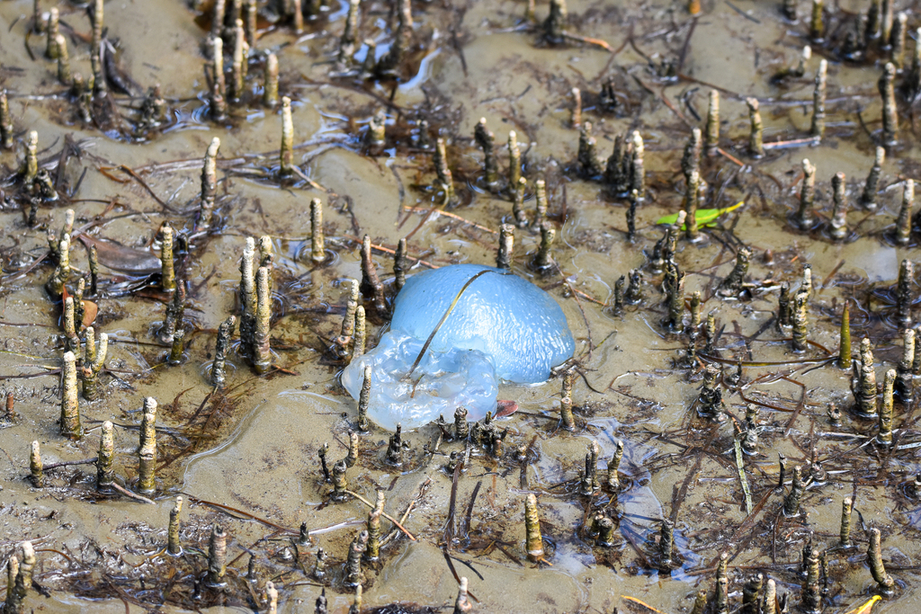 Blue Blubber Jelly from Nudgee Beach QLD, Australia on September 21 ...