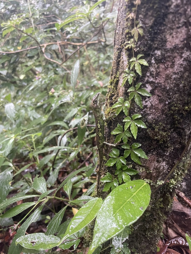 Okinawa Tree Lizard in September 2024 by Paulina Prondzinsky · iNaturalist