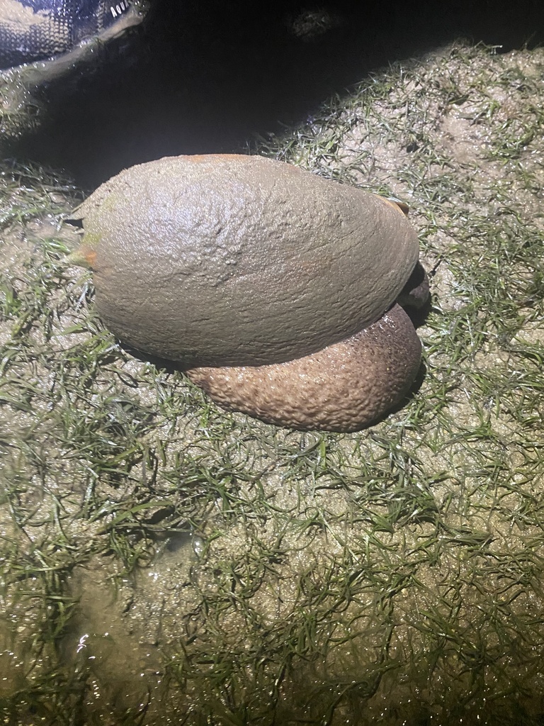 Melon Shell from Moreton Bay, Wellington Point, QLD, AU on September 21 ...