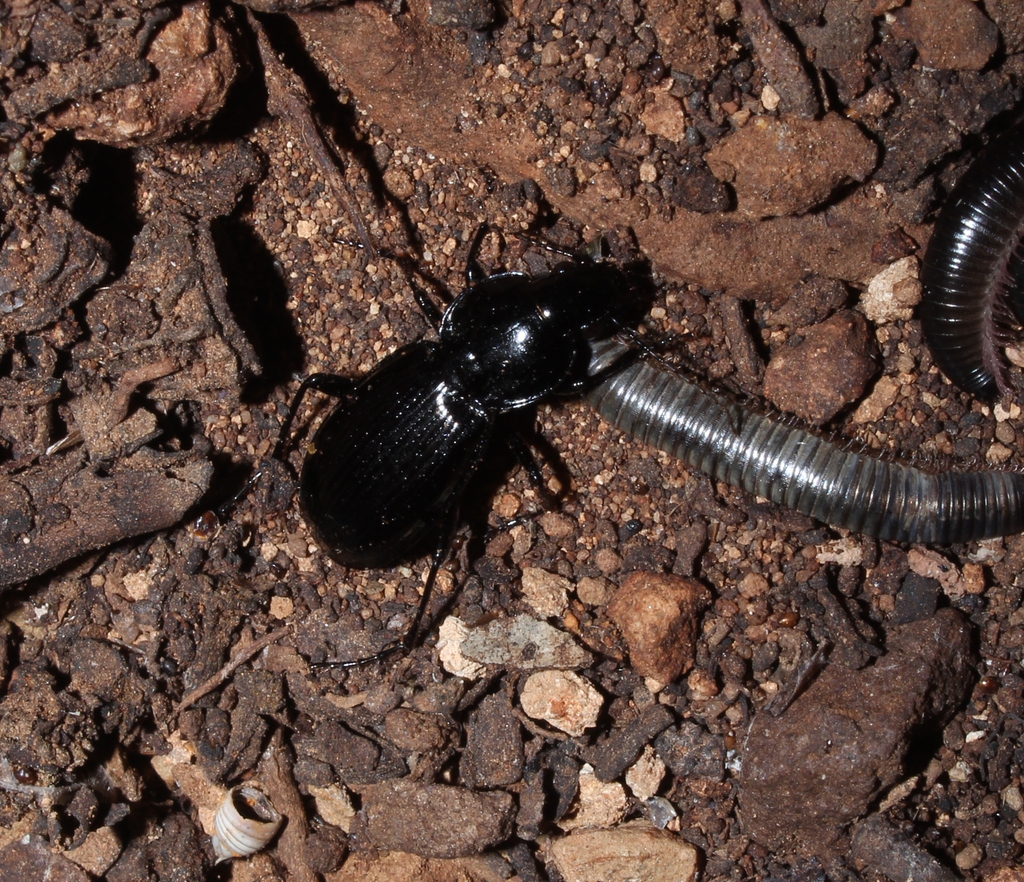 Ground Beetles from Pekina SA 5431, Australia on September 21, 2024 at ...
