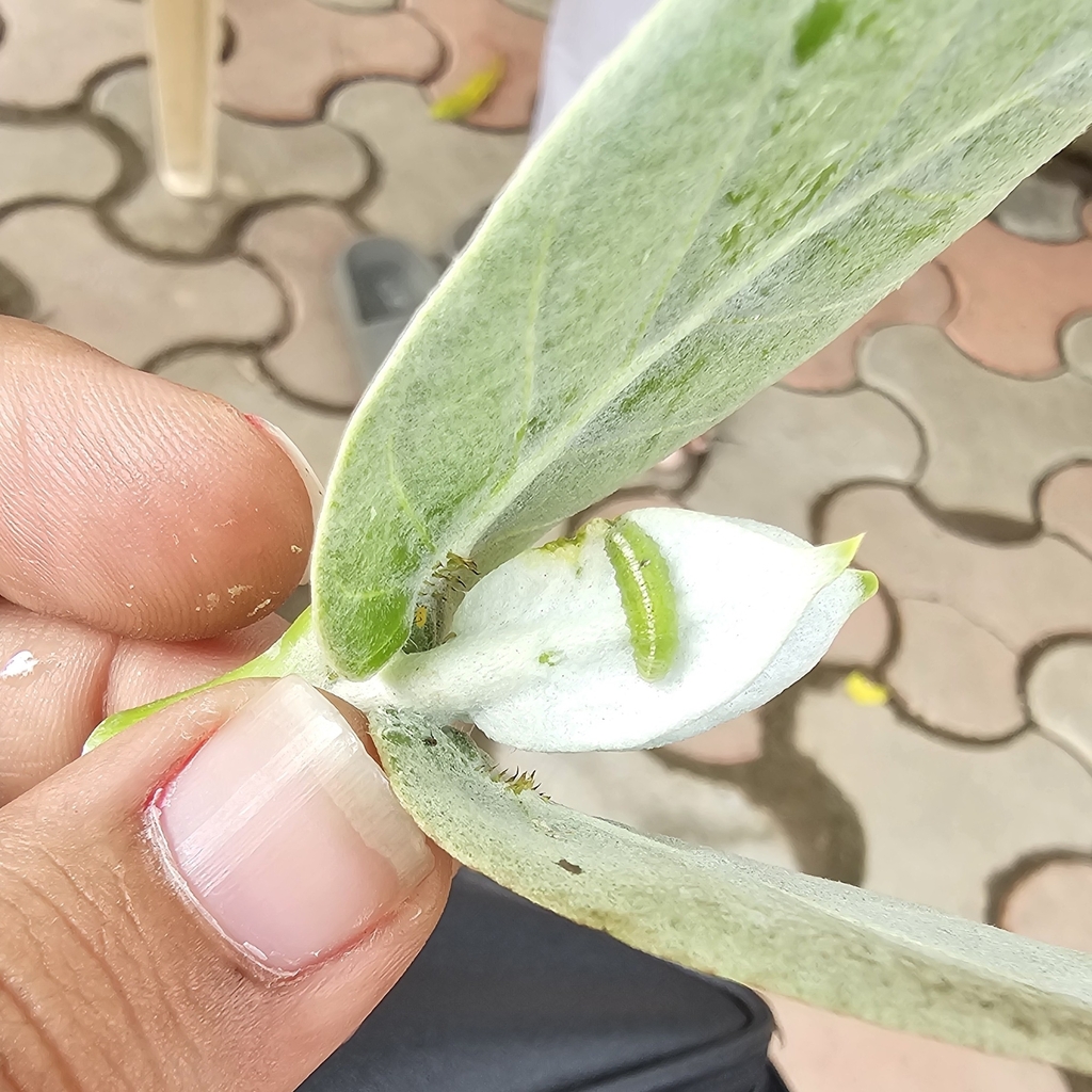 Insects from CGGG+9M8, Navagam, Gujarat 389350, India on September 18 ...