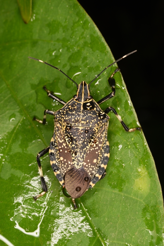 Yellow-spotted Stink Bug from 香港大嶼山 on September 21, 2024 at 09:56 AM ...