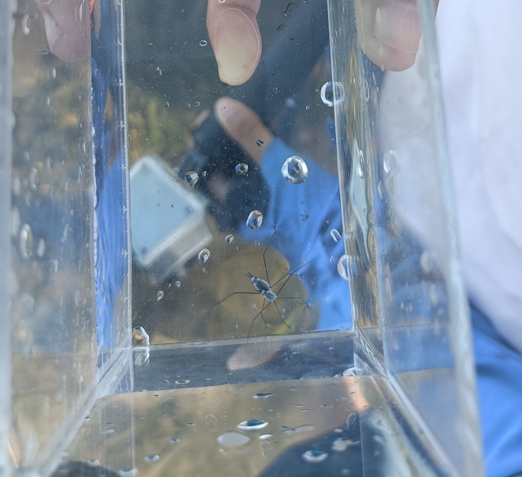 Sea Skaters from Sumba Timur, ID-NT, ID on September 21, 2024 at 04:43 ...