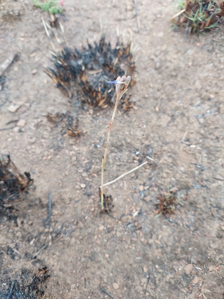 Moraea stricta from Koedoespoort 456-Jr, Pretoria, 0186, South Africa ...