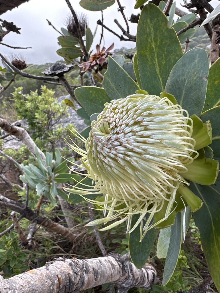 Wagon Tree from Table Mountain National Park, Cape Town, WC, ZA on ...