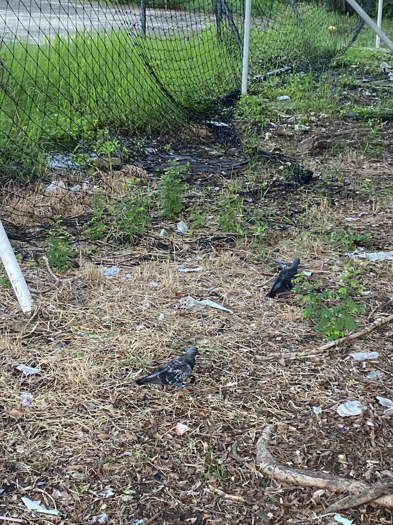 Feral Pigeon from Soi Muban Ban Rueanthai, Bang Bua Thong, Nonthaburi ...