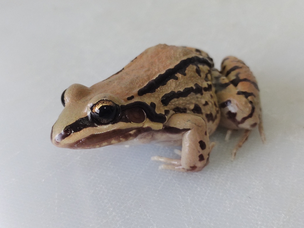 Mustached Frog from Itapanhoacanga, Alvorada de Minas - MG, 39140-000 ...