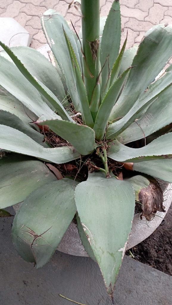 Mitis Century Plant from Matola-Rio, Mozambique on September 21, 2024 ...