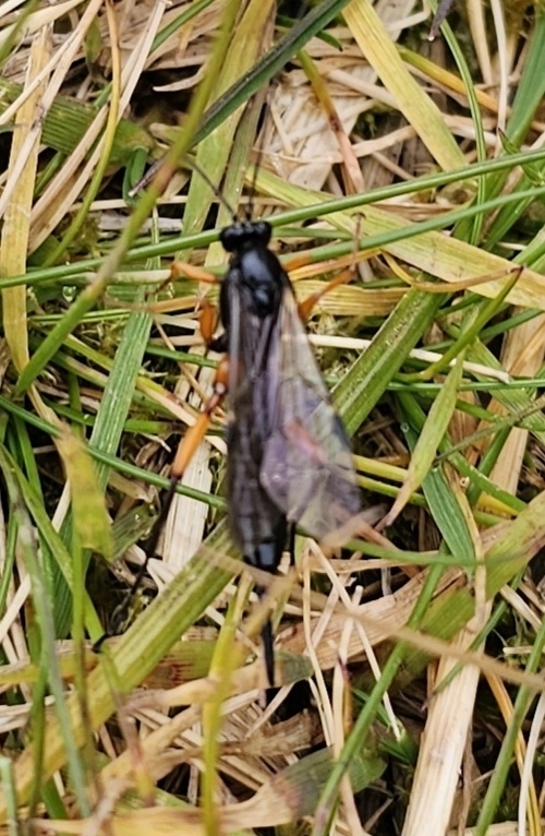 Pimpla from Thingvellir, Þingvallahreppur, IS-SL, IS on September 21 ...