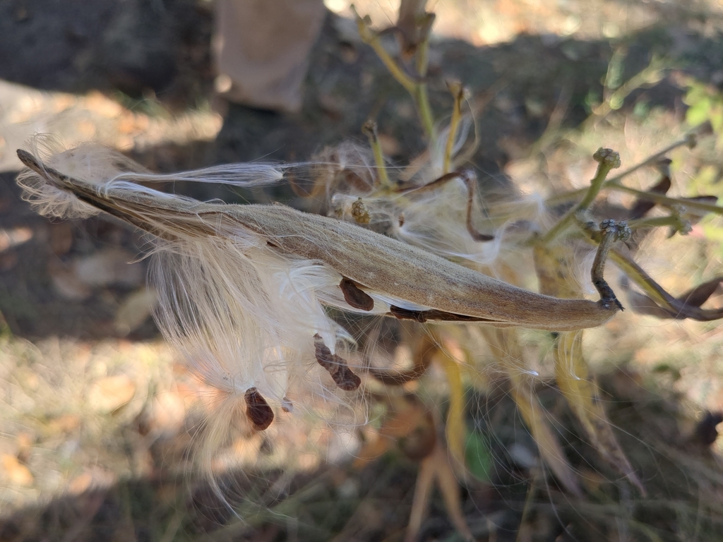 milkweeds from Gary, IN 46403, USA on September 21, 2024 at 10:40 AM by ...
