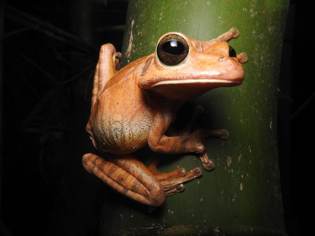 Blacksmith Tree Frog from Centro, Osasco - SP, 06097, Brasil on ...