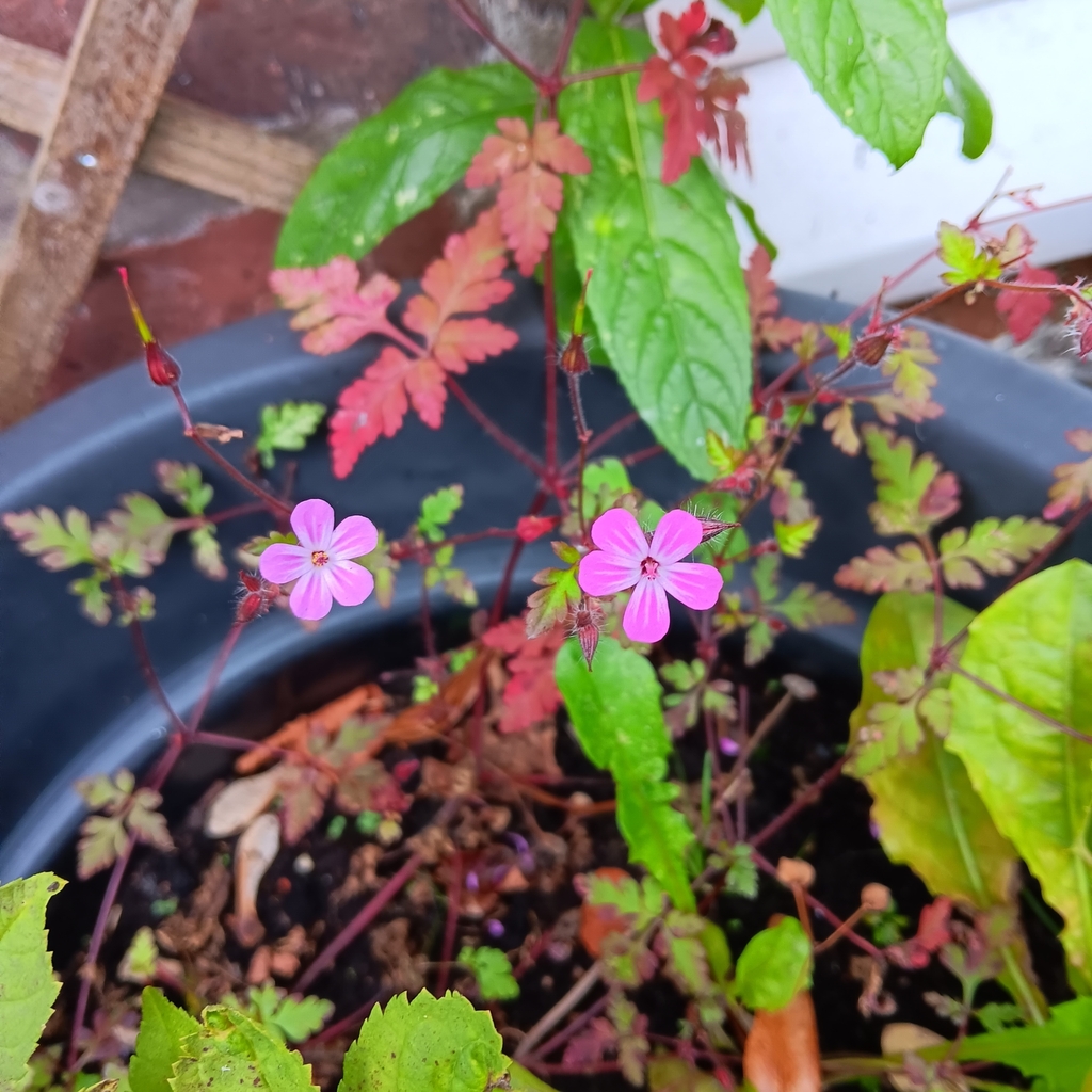Herb Robert from Withington, Manchester, UK on 21 September, 2024 at 05 ...