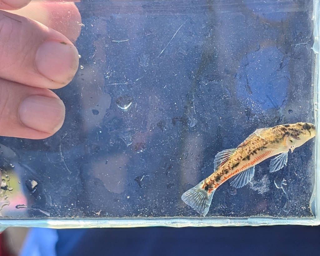 Vermilion Darter in September 2024 by Joyce Vallance · iNaturalist