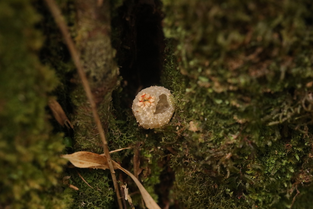 Calostoma sarasinii from 马来西亚沙巴拉瑙京那巴鲁山 on July 28, 2024 at 12:57 PM by ...