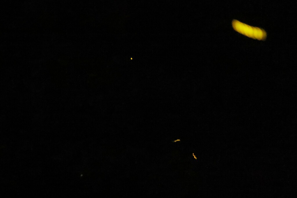 Pyrocoelia lunata from 89709 Membakut, Sabah, 马来西亚 on July 28, 2024 at ...
