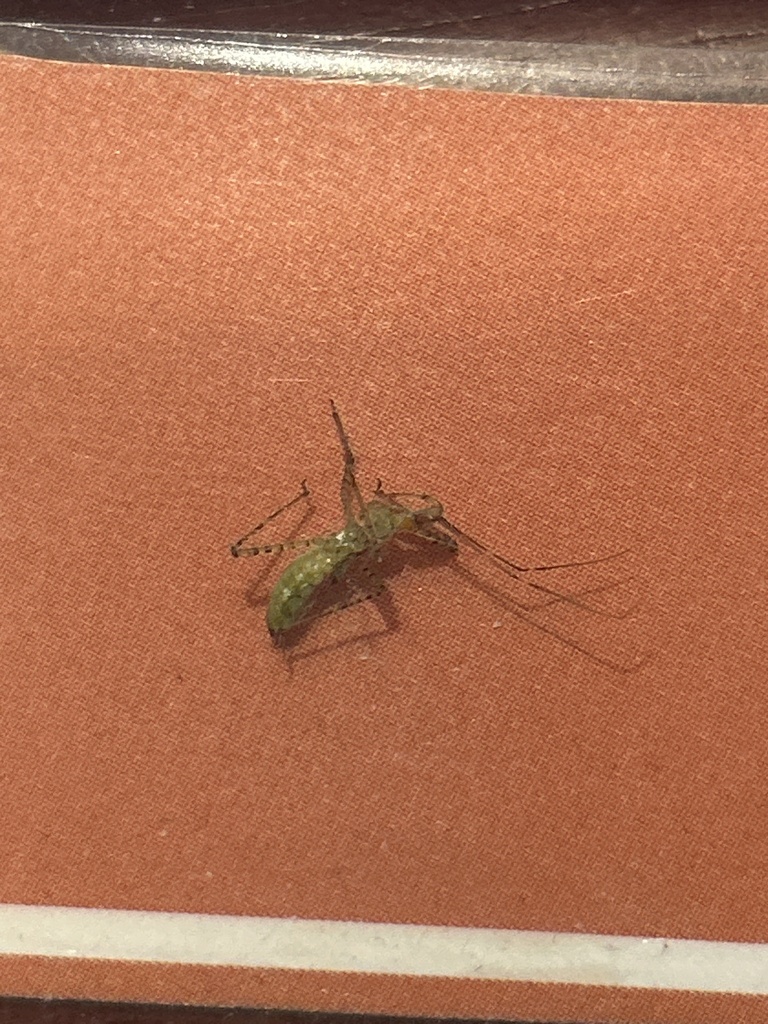 True Bugs from E 14th St, Tulsa, OK, US on September 21, 2024 at 11:46 ...