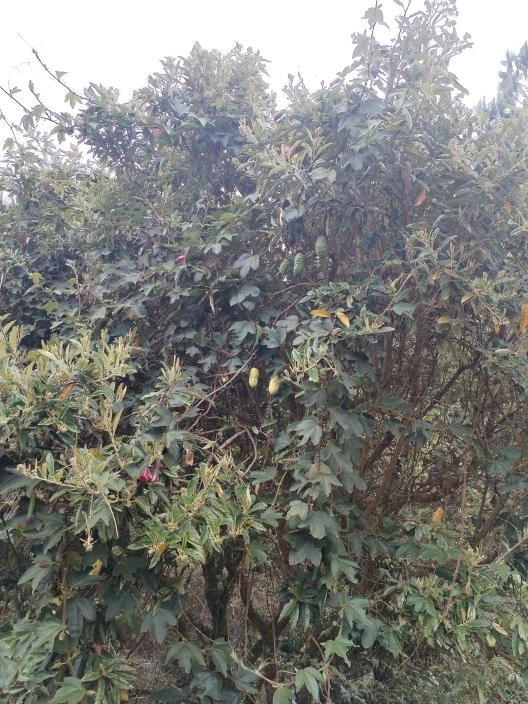 banana passionfruit from Vetas, Santander, Colombia on September 21 ...