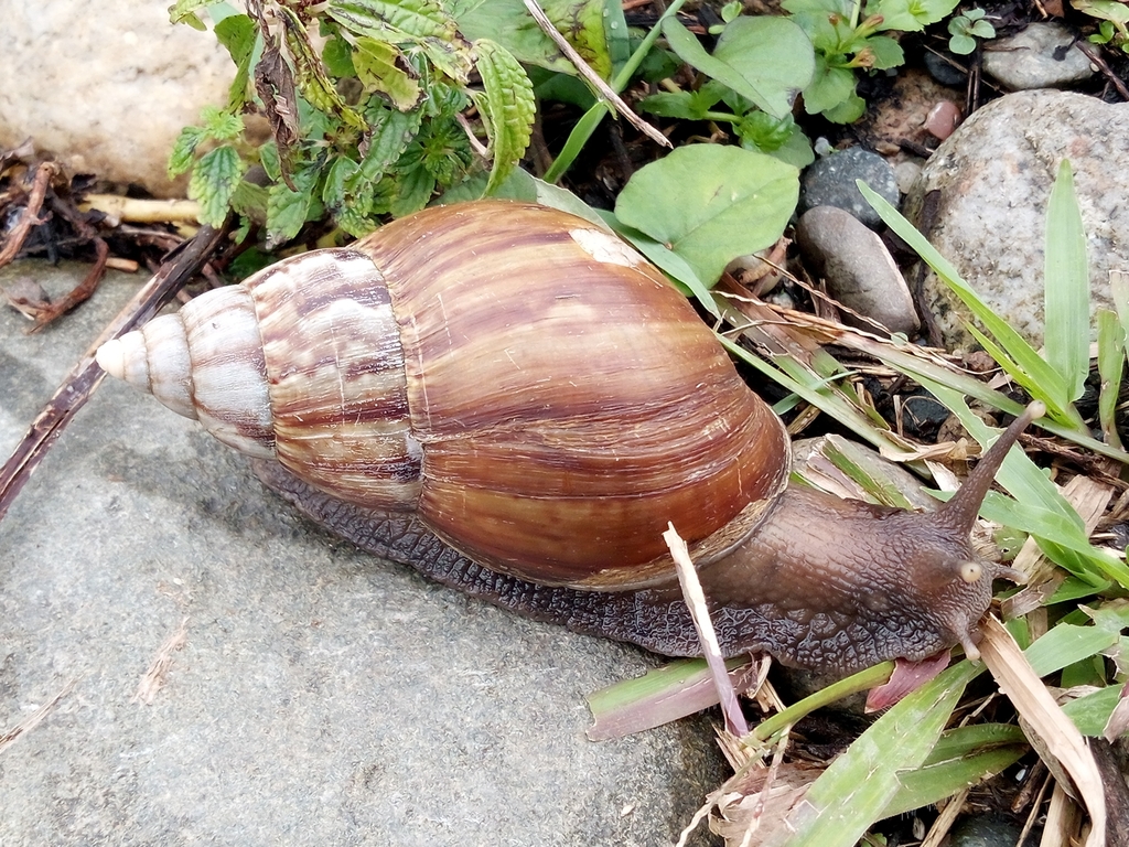 African Giant Snail from Puerto Napo, Ecuador on September 21, 2024 at ...
