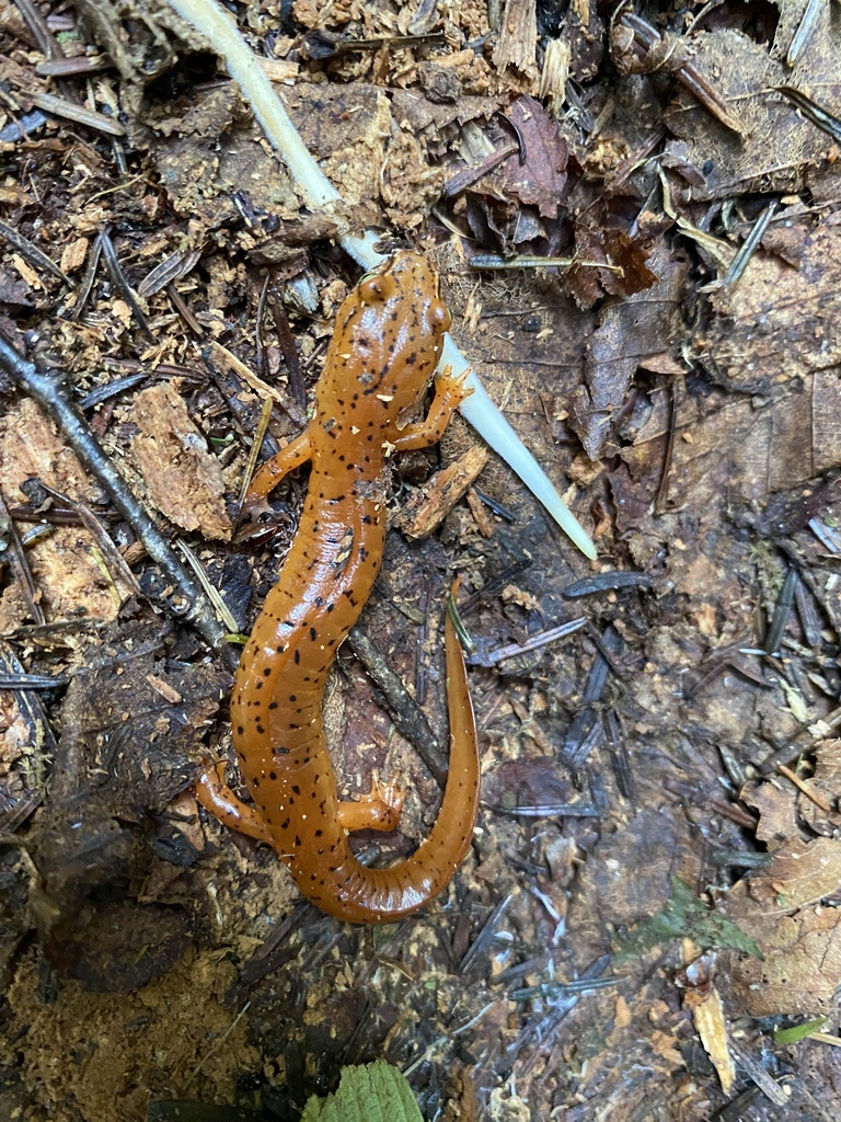 Spring Salamander from Great Smoky Mountains National Park, Bryson City ...