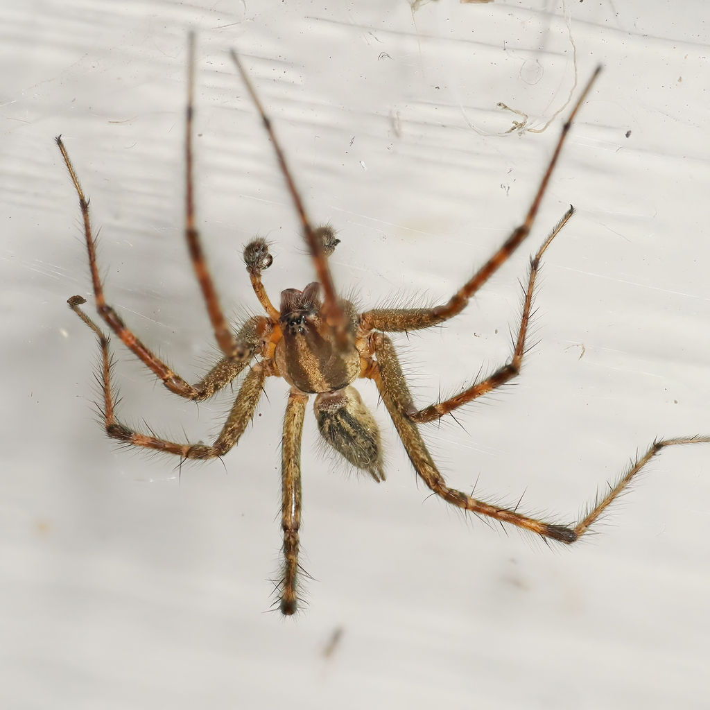 Grass Spiders from 1111 Clark County, OH, USA on September 20, 2024 at ...