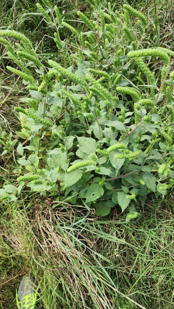Sumpweed from Rio Vista, TX 76093, USA on September 21, 2024 at 01:29 ...