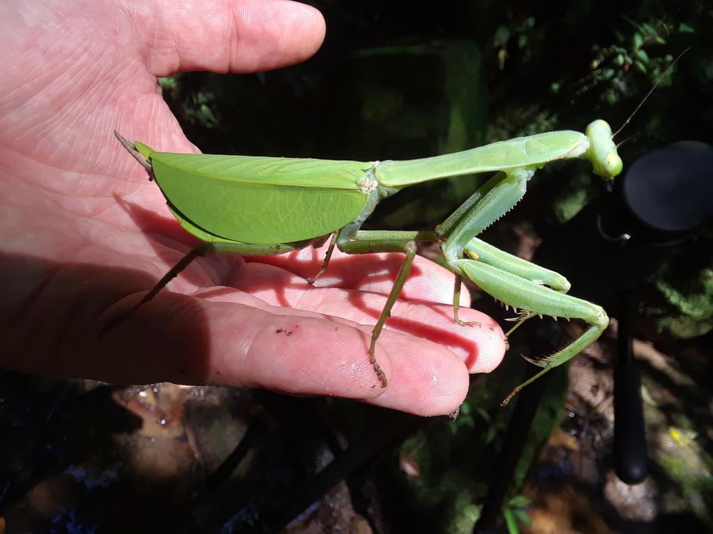 Macromantis from Moyobamba Province, Peru on June 18, 2019 at 11:34 AM ...