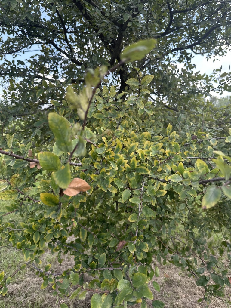 Cedar Elm from Hewitt Dr, Houston, TX, US on September 21, 2024 at 04: ...