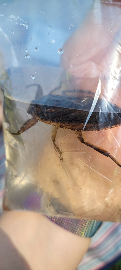 American Giant Water Bug from Lewis Township, PA, USA on September 20 ...