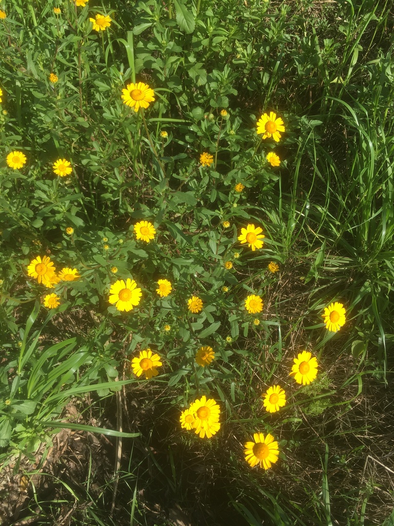 Mediterranean Marigold from FG4F+FQ - Quilombo, Pelotas - RS, Brasil on ...