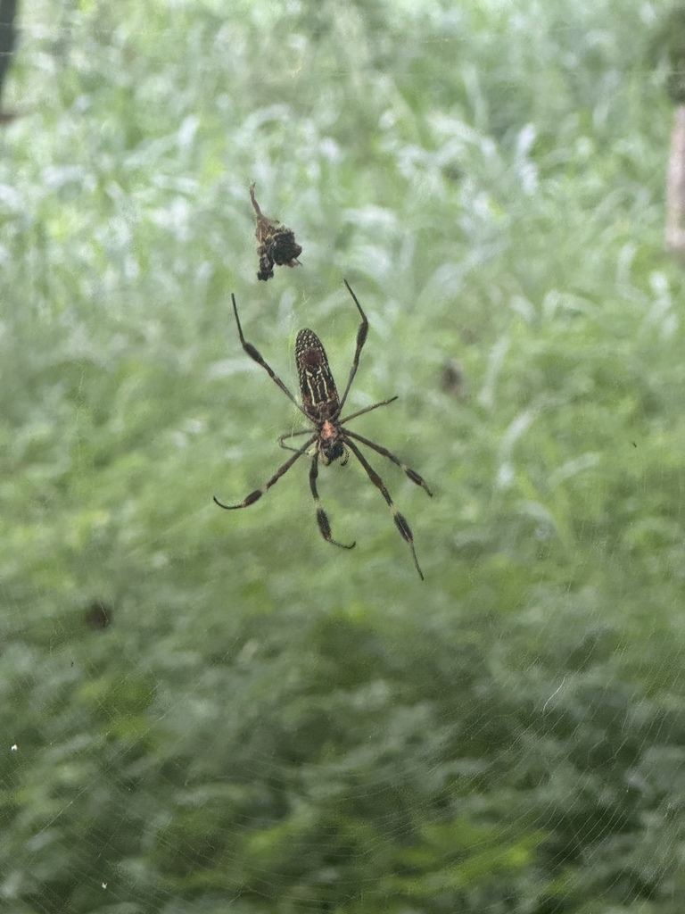 Golden Silk Spider from Puerto Vallarta, Jal., MX on September 21, 2024 ...