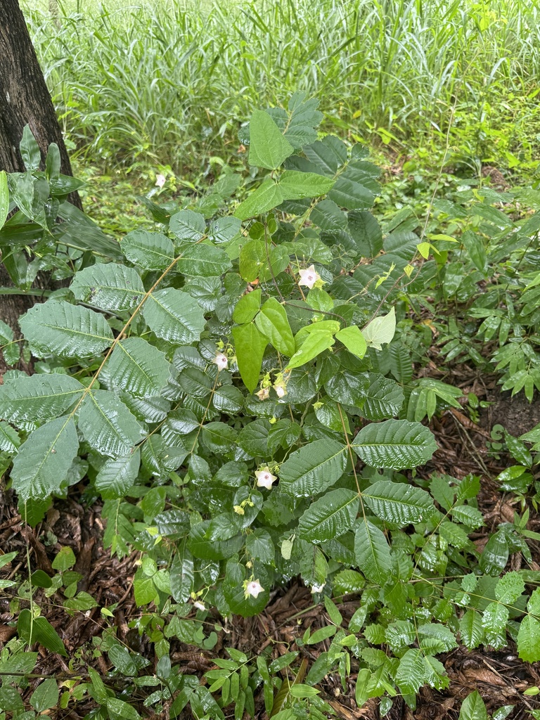 Polystemma guatemalense from Puerto Vallarta, Jal., MX on September 21 ...