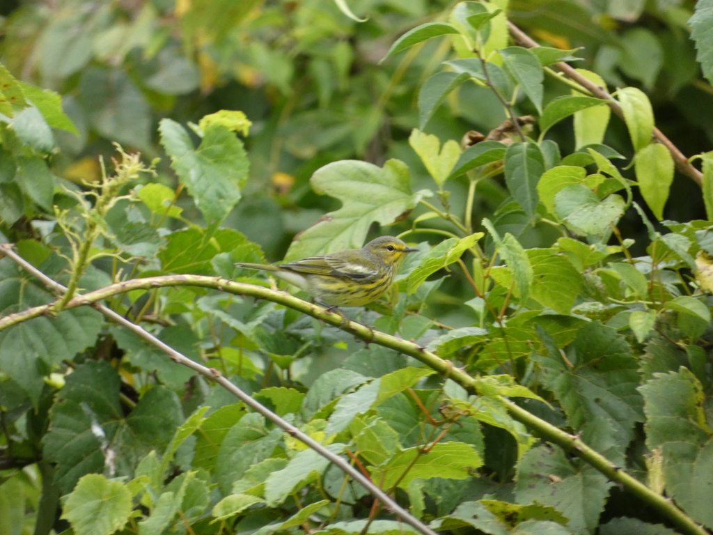 Cape May Warbler from Swan Harbor Farm, 401 Oakington Rd, Havre De ...
