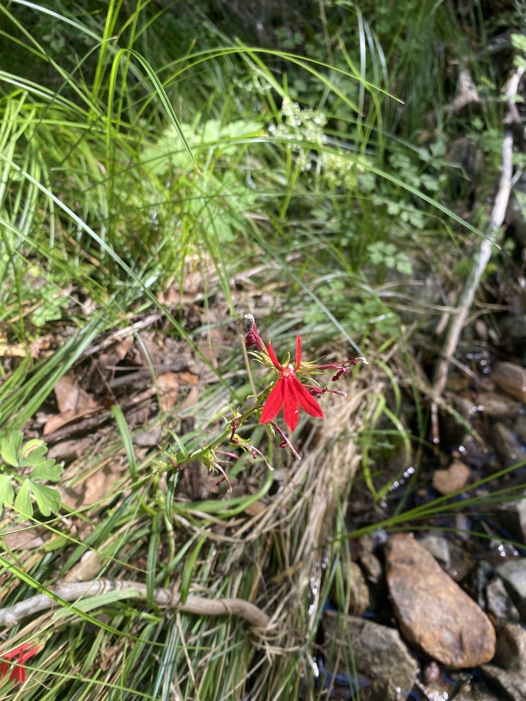 Lobelias from Santa Cruz County, US-AZ, US on September 21, 2024 at 02: ...